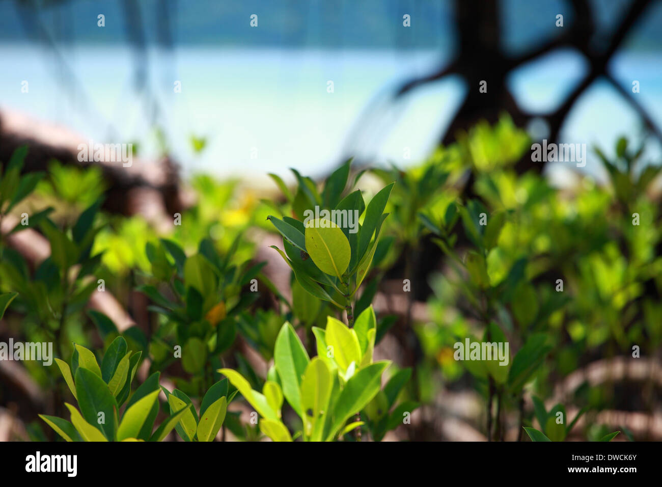 Mangrove tree in Havelock Island in Andamans, India Stock Photo - Alamy
