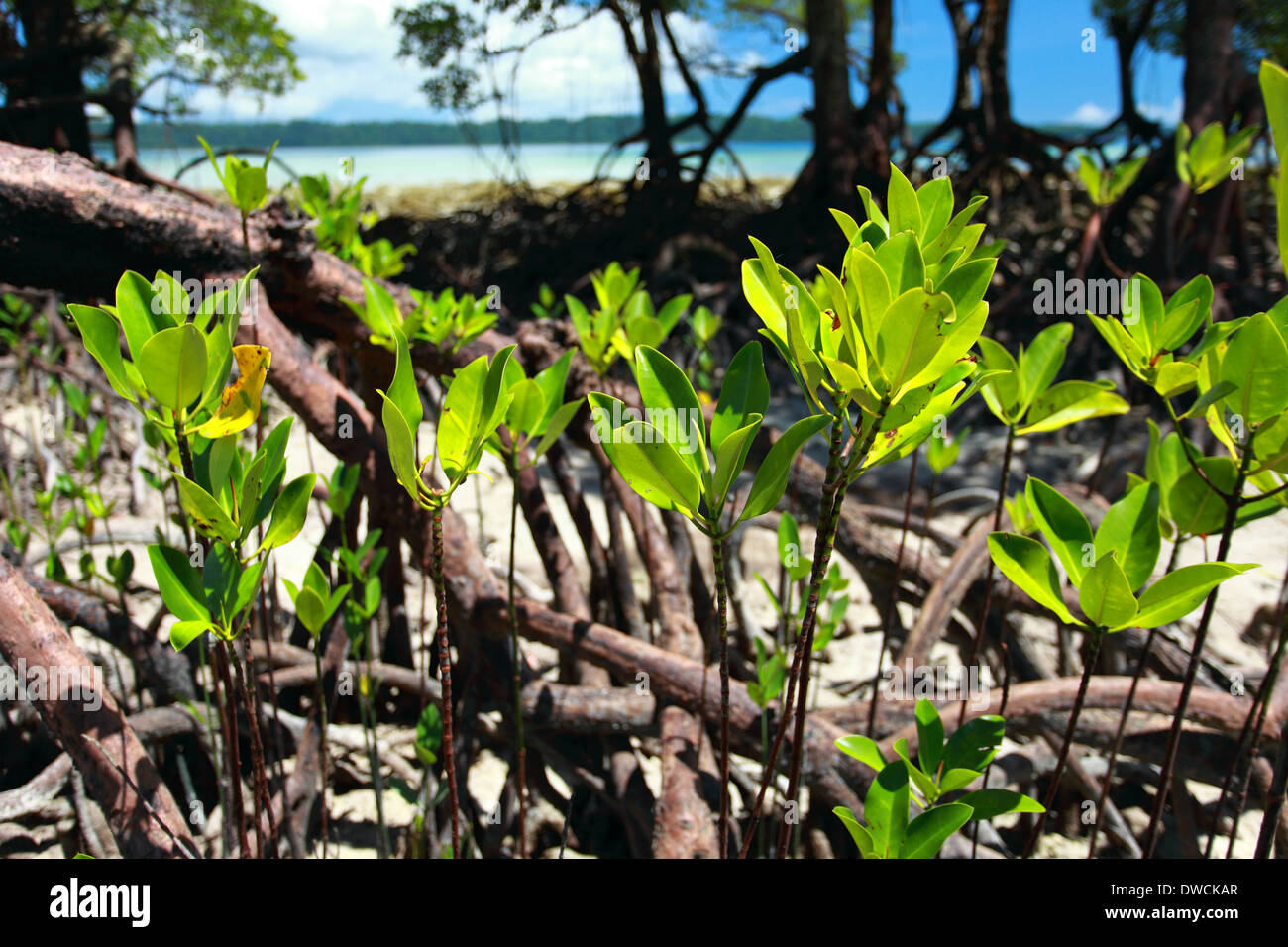 Mangrove tree in Havelock Island in Andamans, India Stock Photo - Alamy