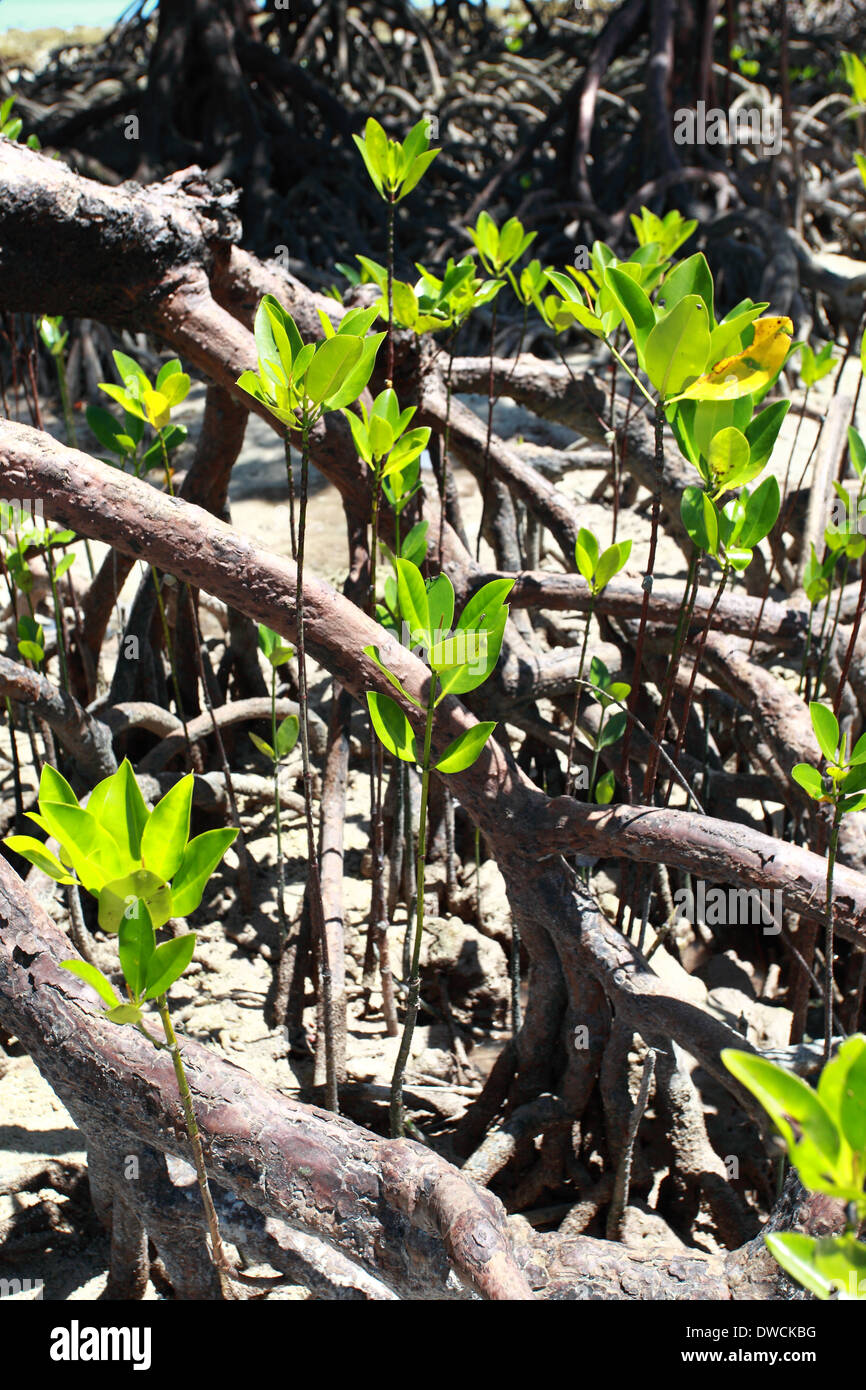 Mangrove tree in Havelock Island in Andamans, India Stock Photo - Alamy