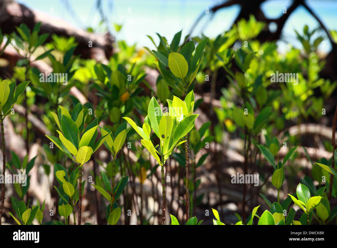 Mangrove tree in Havelock Island in Andamans, India Stock Photo - Alamy