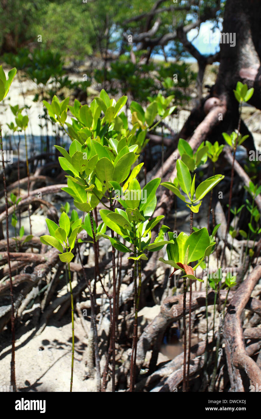 Mangrove tree in Havelock Island in Andamans, India Stock Photo - Alamy