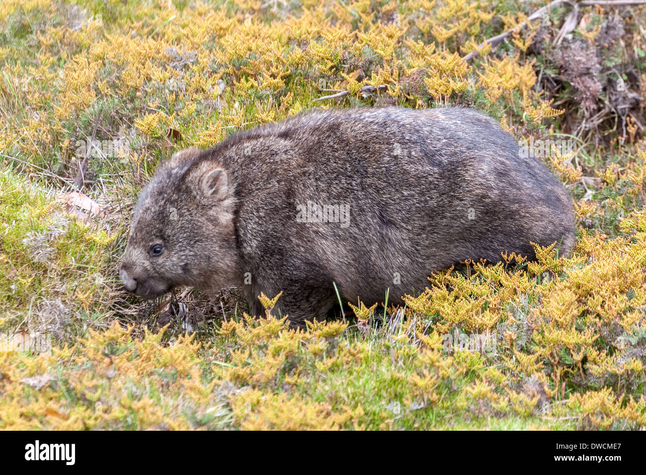 Wombat eating hi-res stock photography and images - Alamy
