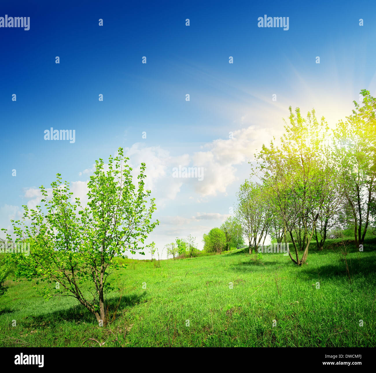 Young trees and green lawn in spring Stock Photo - Alamy