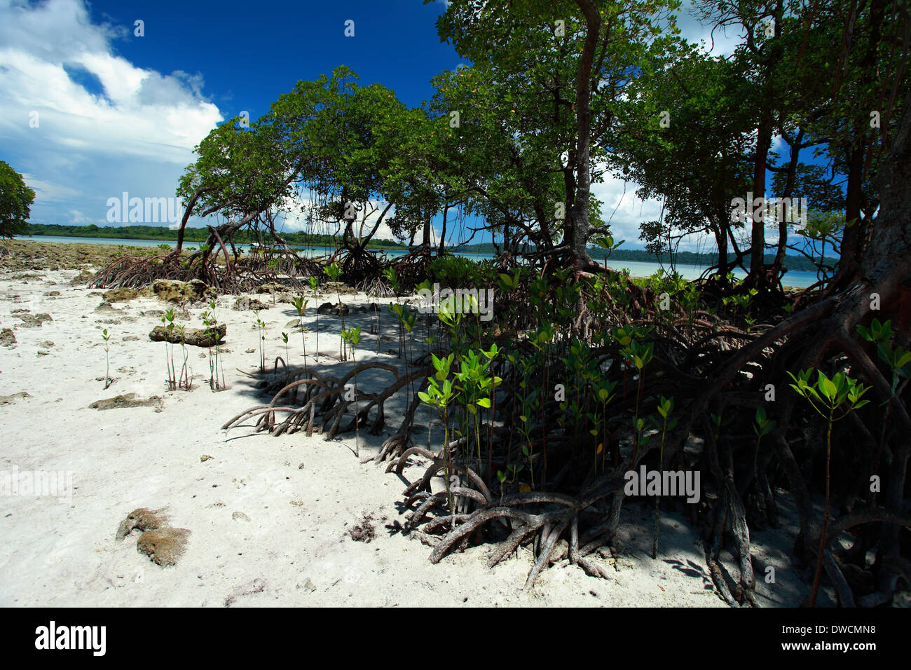 Mangrove tree in Havelock Island in Andamans, India Stock Photo - Alamy