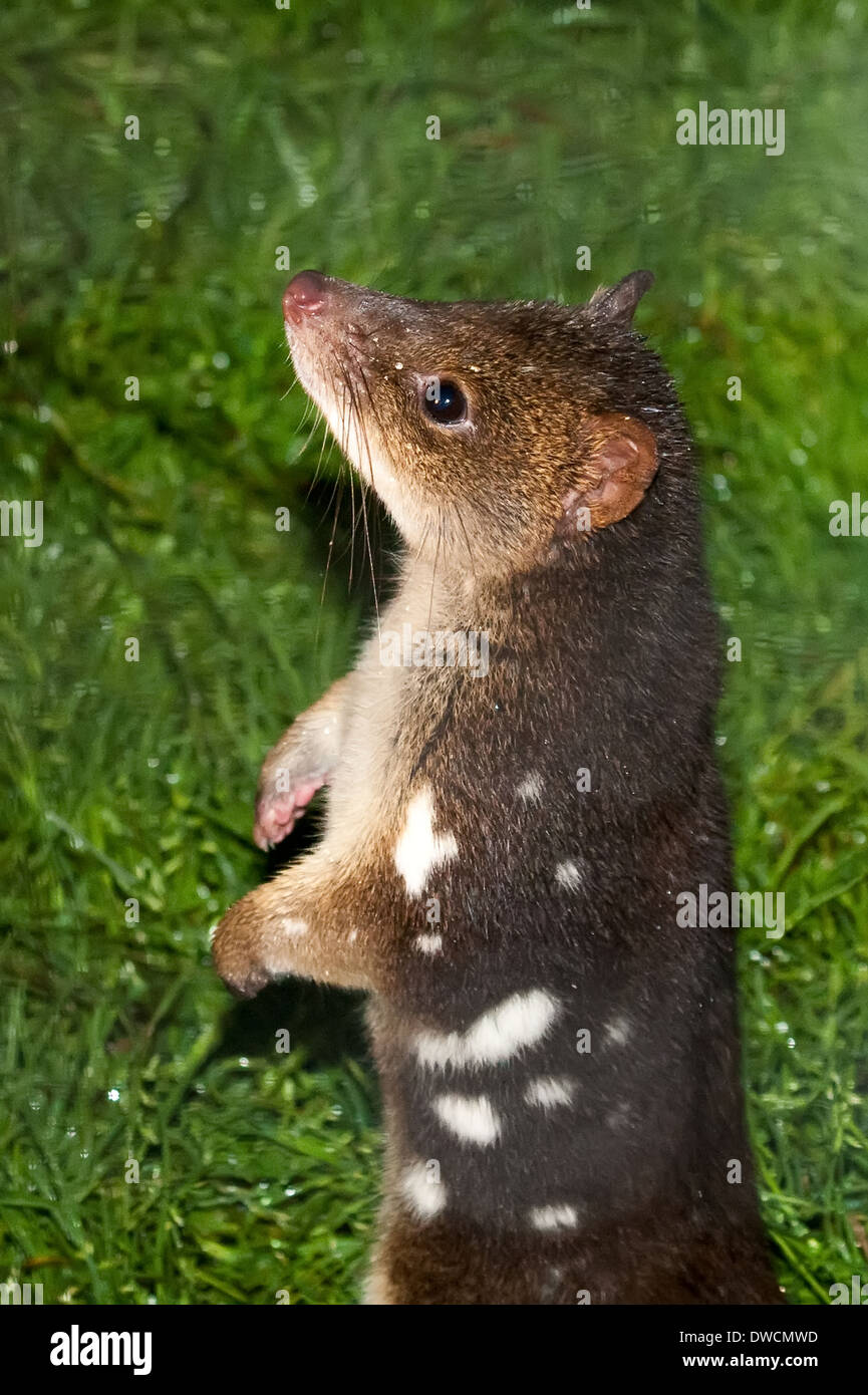 Tasmanian tiger hi-res stock photography and images - Alamy