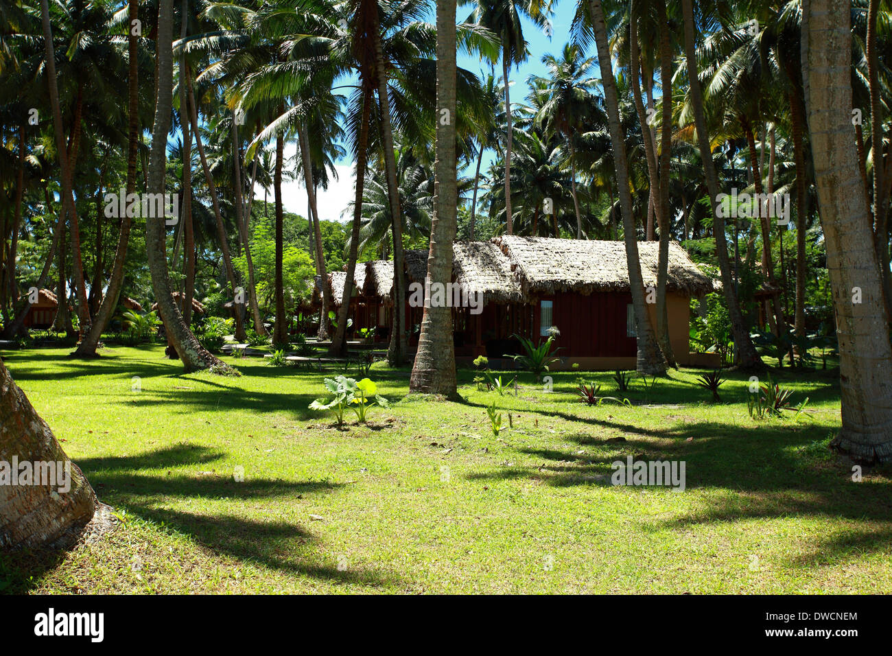 Tropical palm garden in beautiful paradise Stock Photo - Alamy