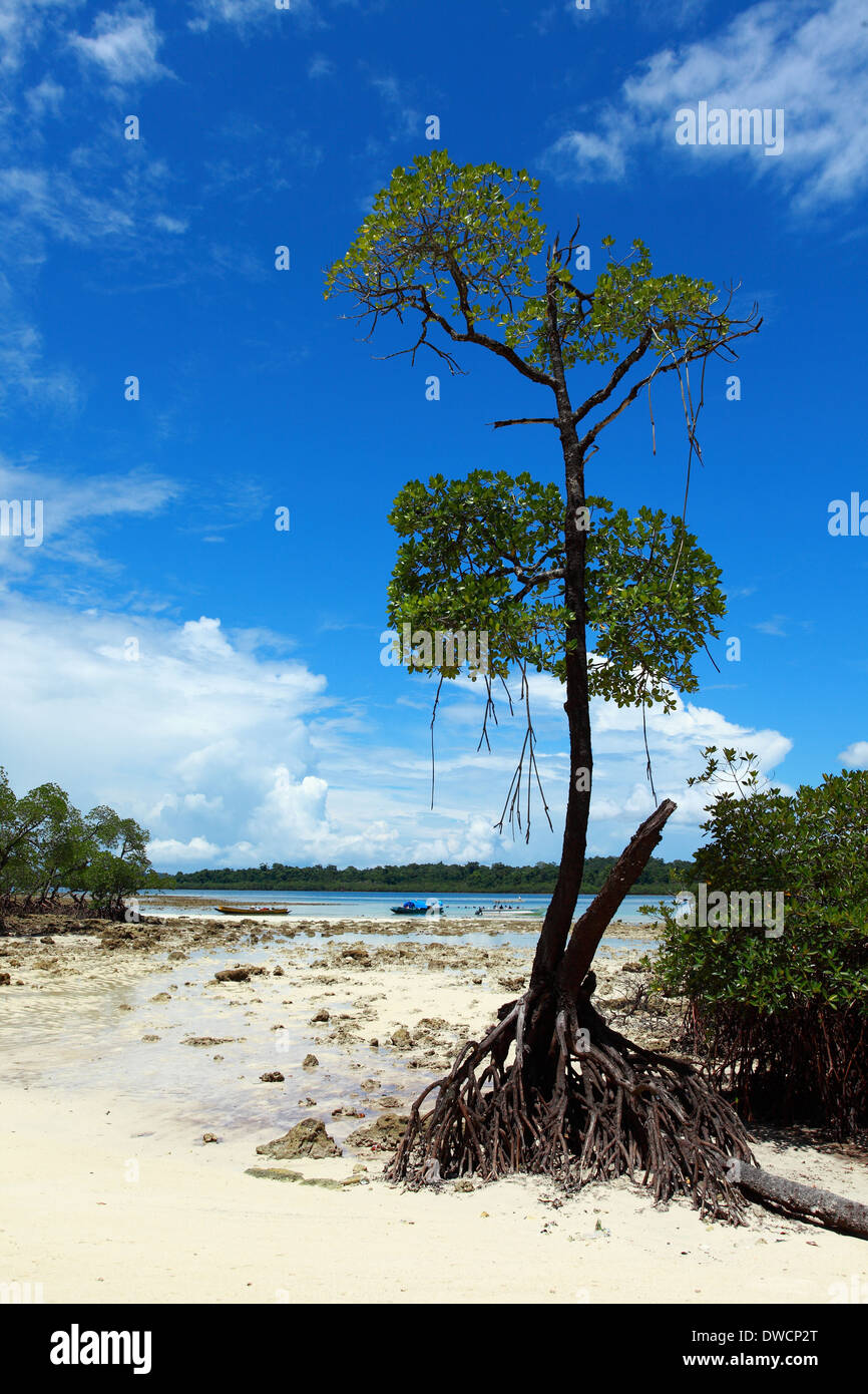 Mangrove tree in Havelock Island in Andamans, India Stock Photo - Alamy