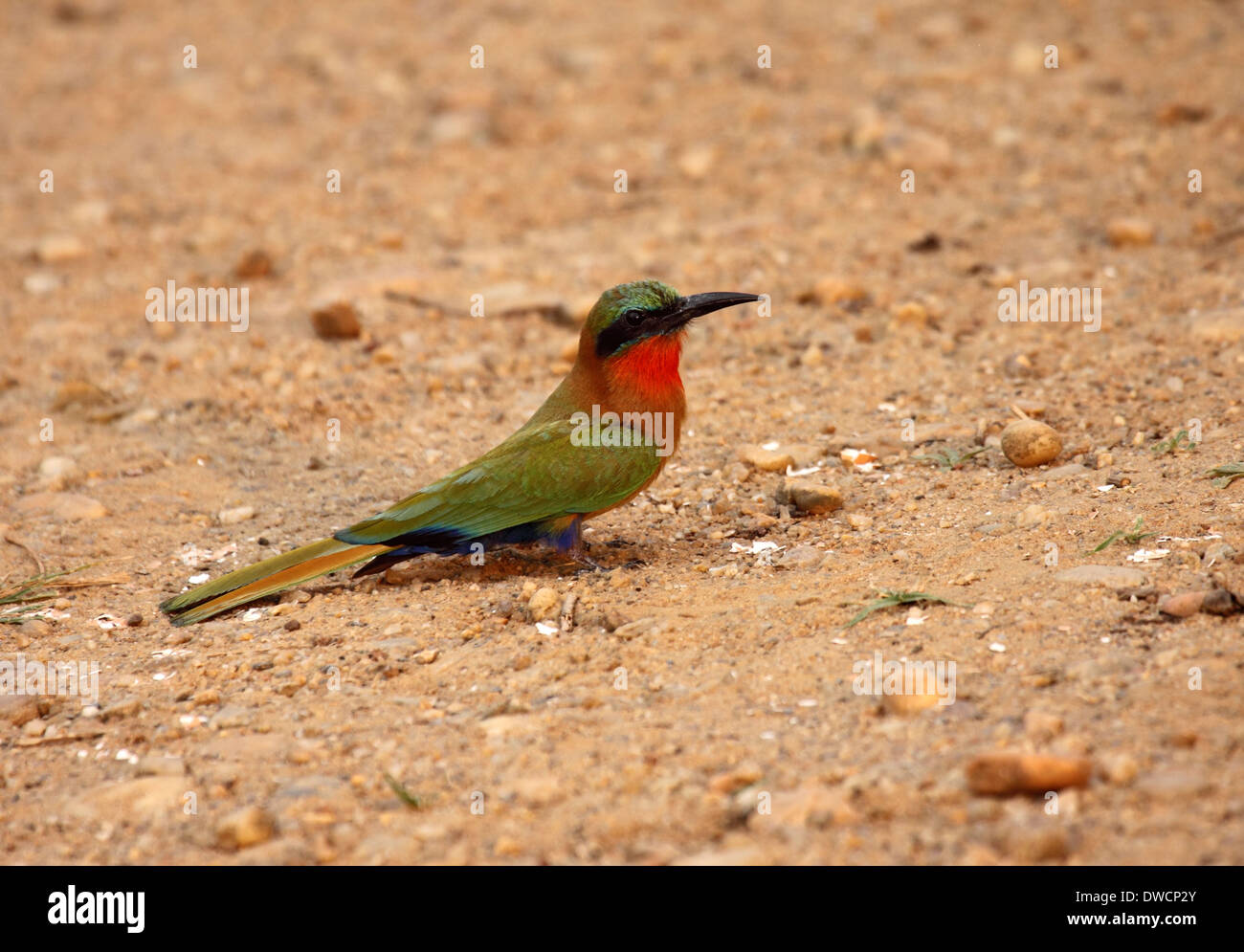 Red-throated bee-eater in Uganda Stock Photo - Alamy