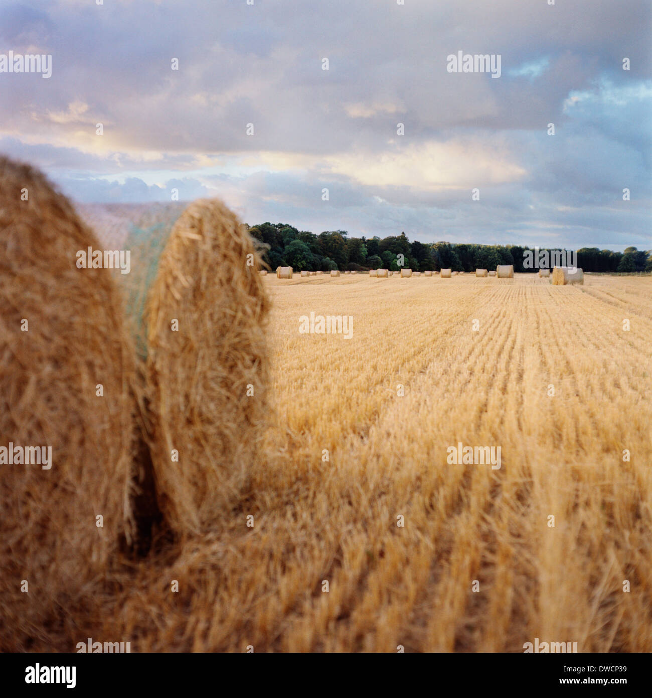 Hay bales in farmer's field Stock Photo - Alamy