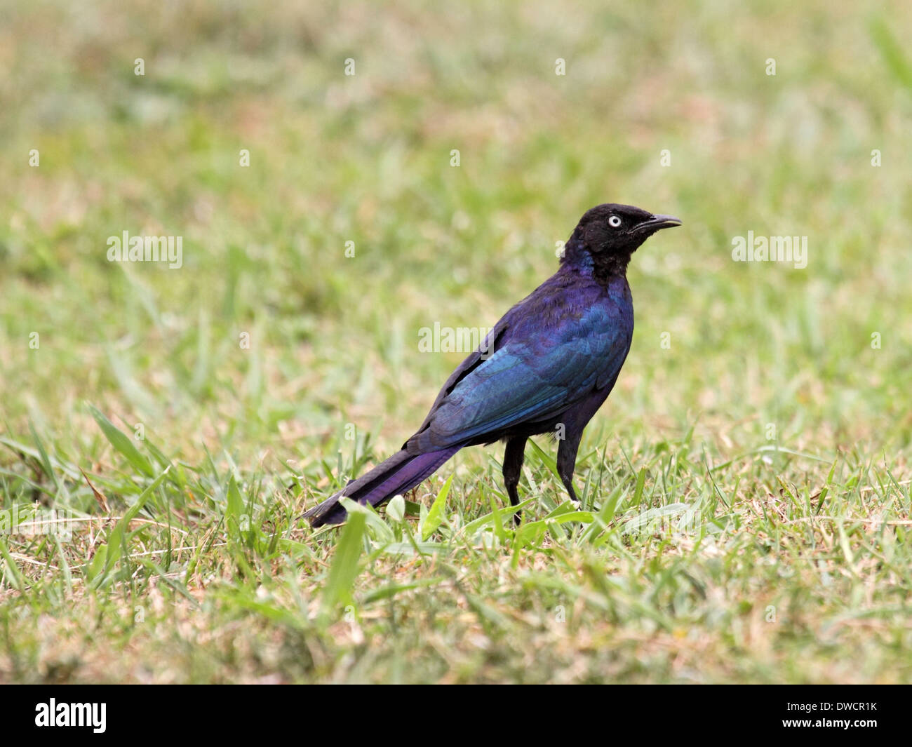 Rupells long-tailed starling in Uganda Stock Photo - Alamy