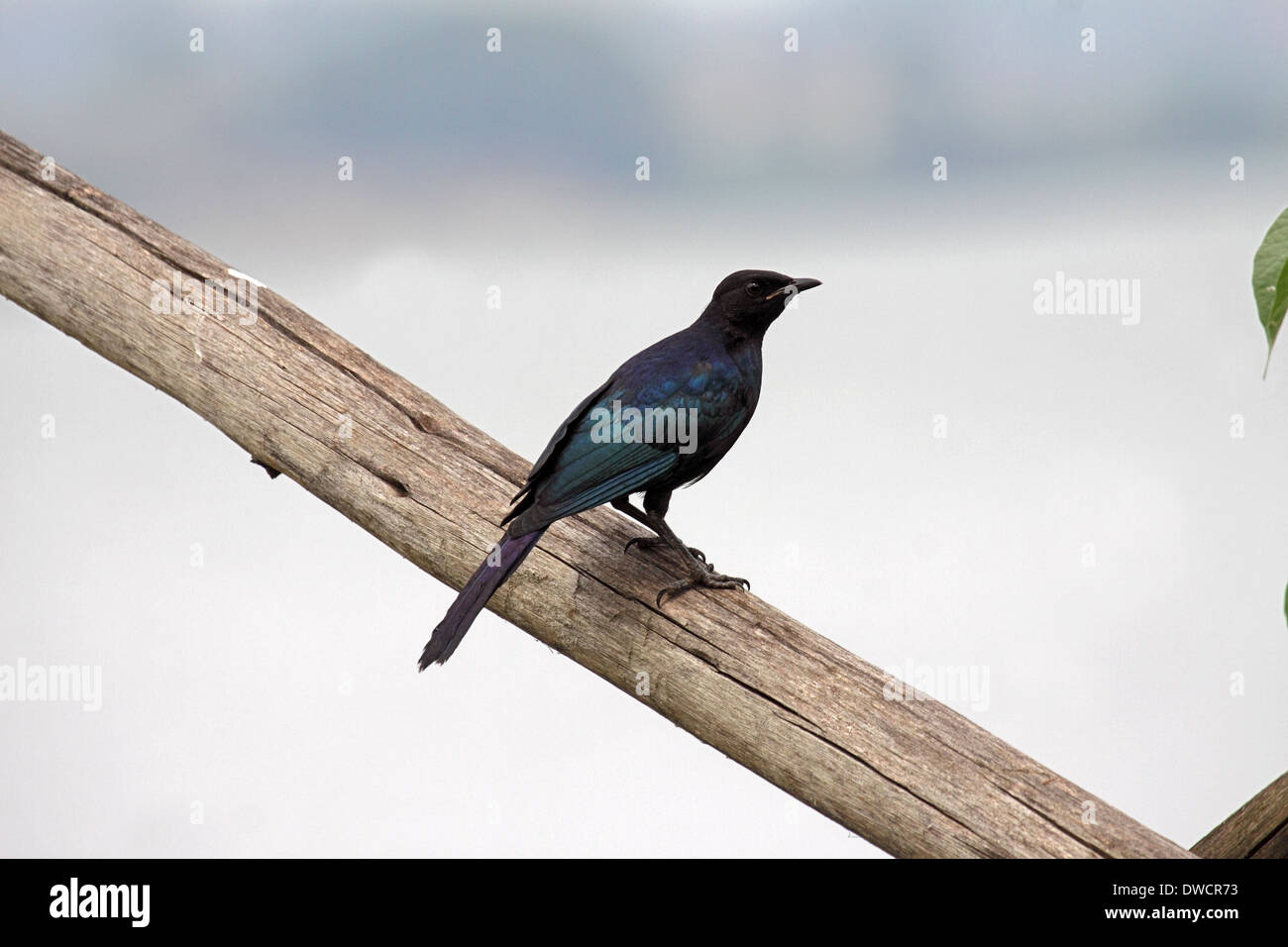 Rupells long-tailed starling in Uganda Stock Photo - Alamy