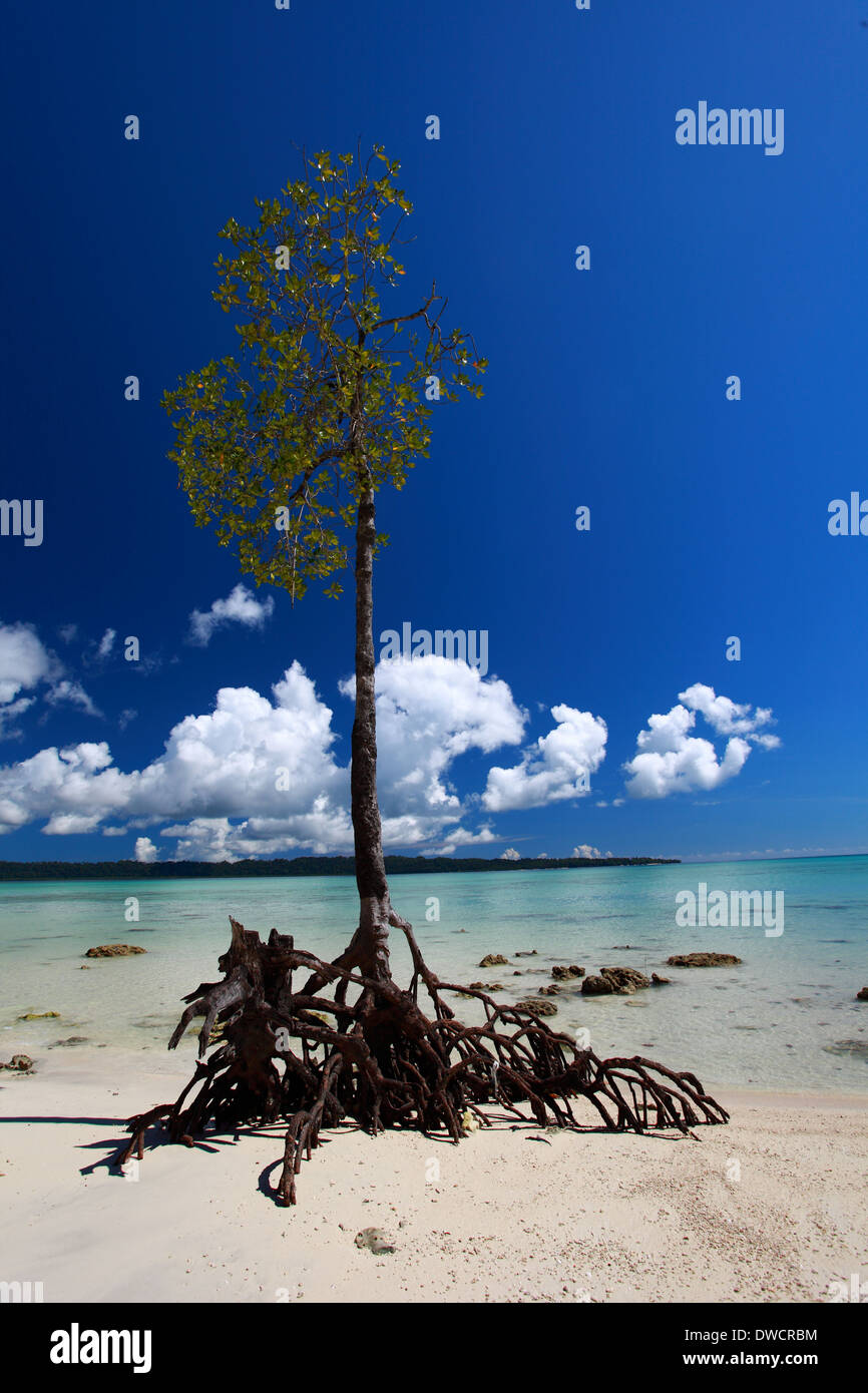 Lone mangrove tree at Vijaynagar Beach on Havelock Island, Andaman ...