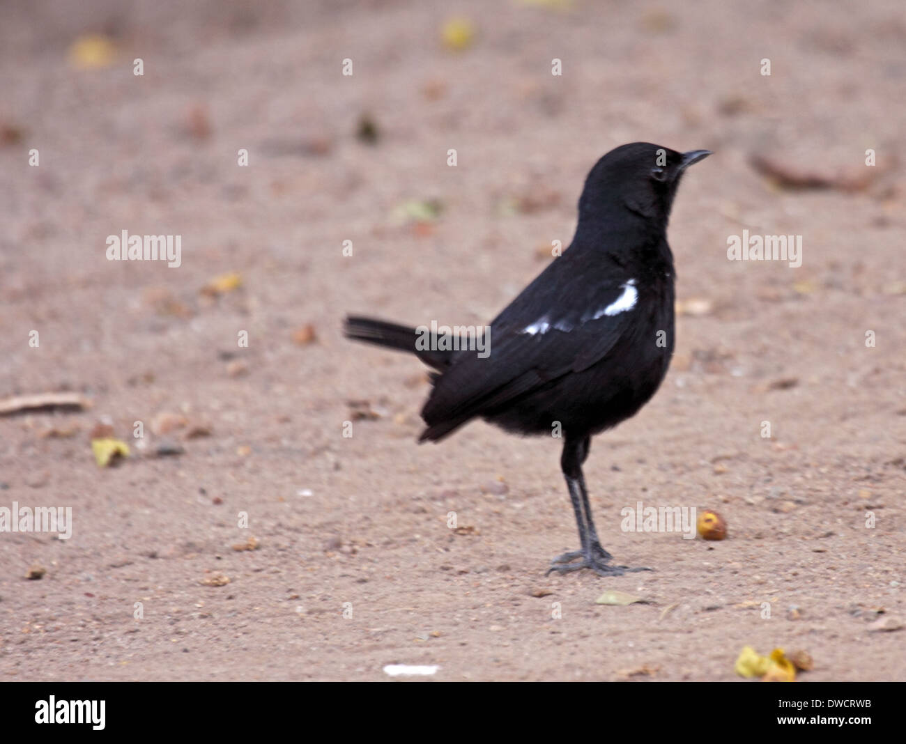 Sooty chat standing on sandy ground in Uganda Stock Photo - Alamy