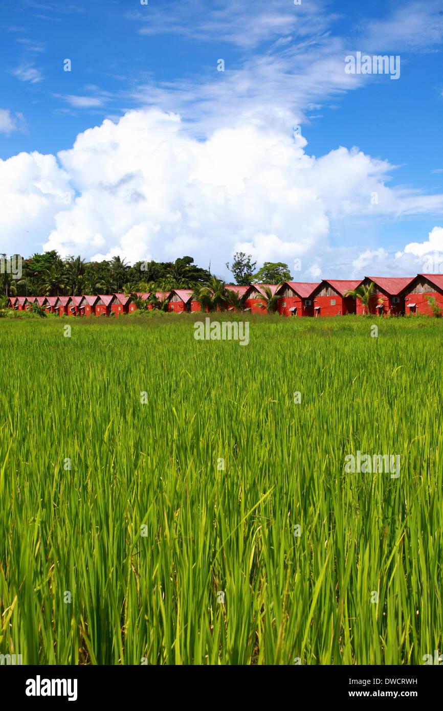 Landscape of rice field with blue sky Stock Photo - Alamy
