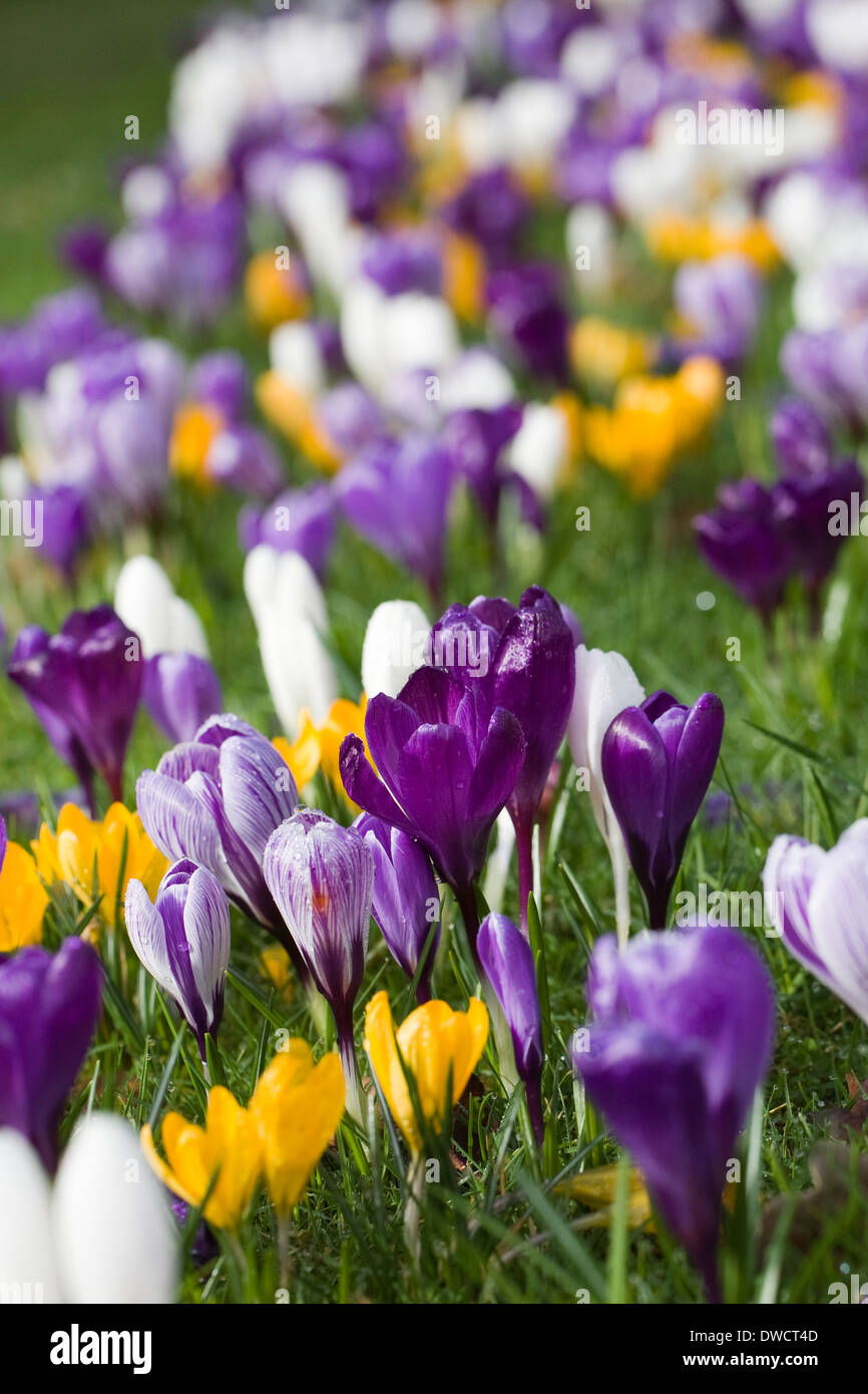 Naturalized bulbs hi-res stock photography and images - Alamy