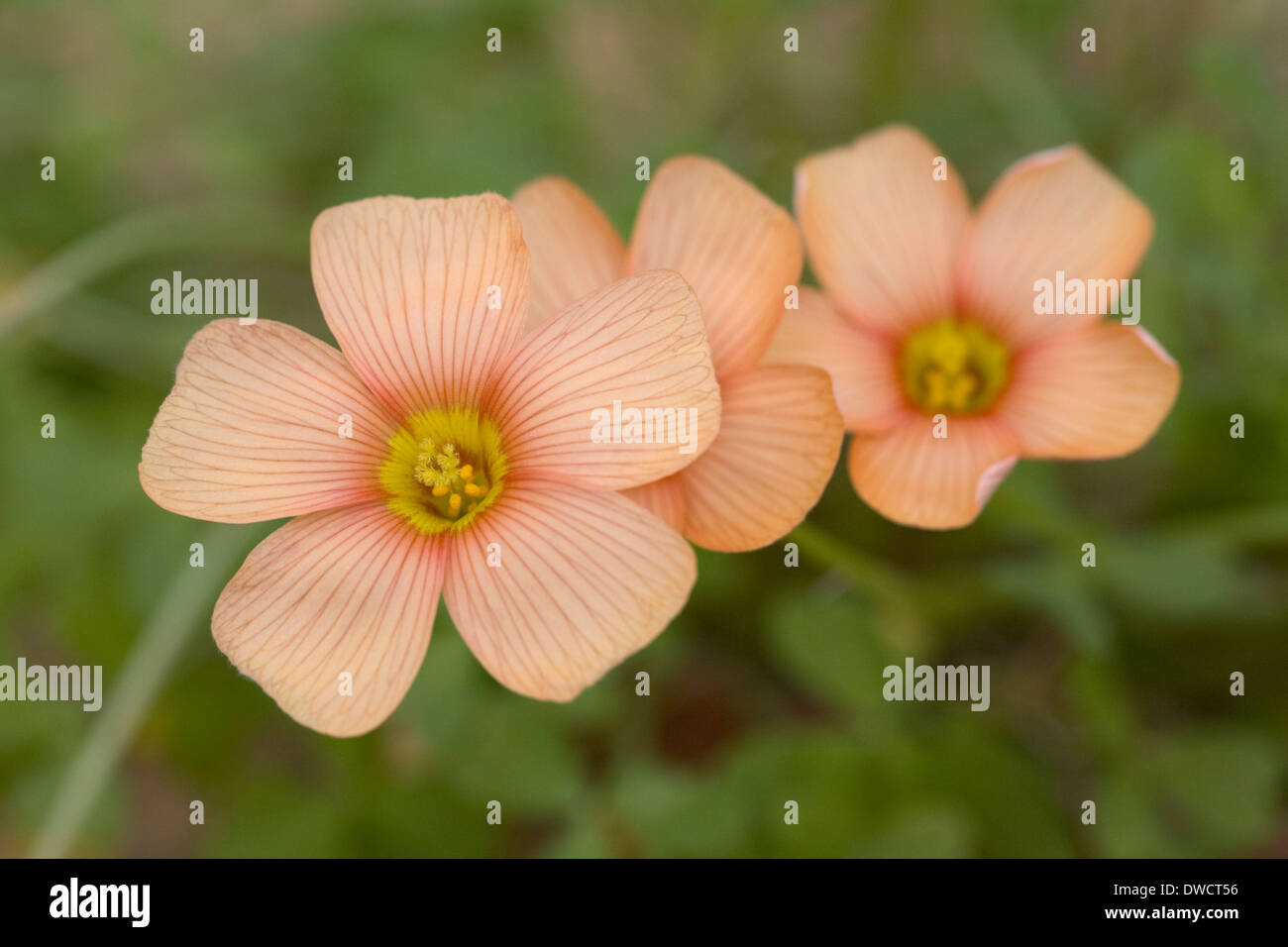 Flower with five petals hi-res stock photography and images - Alamy