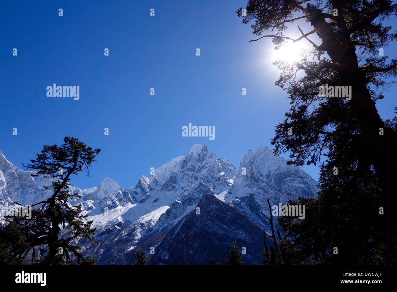 Himalaya tree hi-res stock photography and images - Alamy