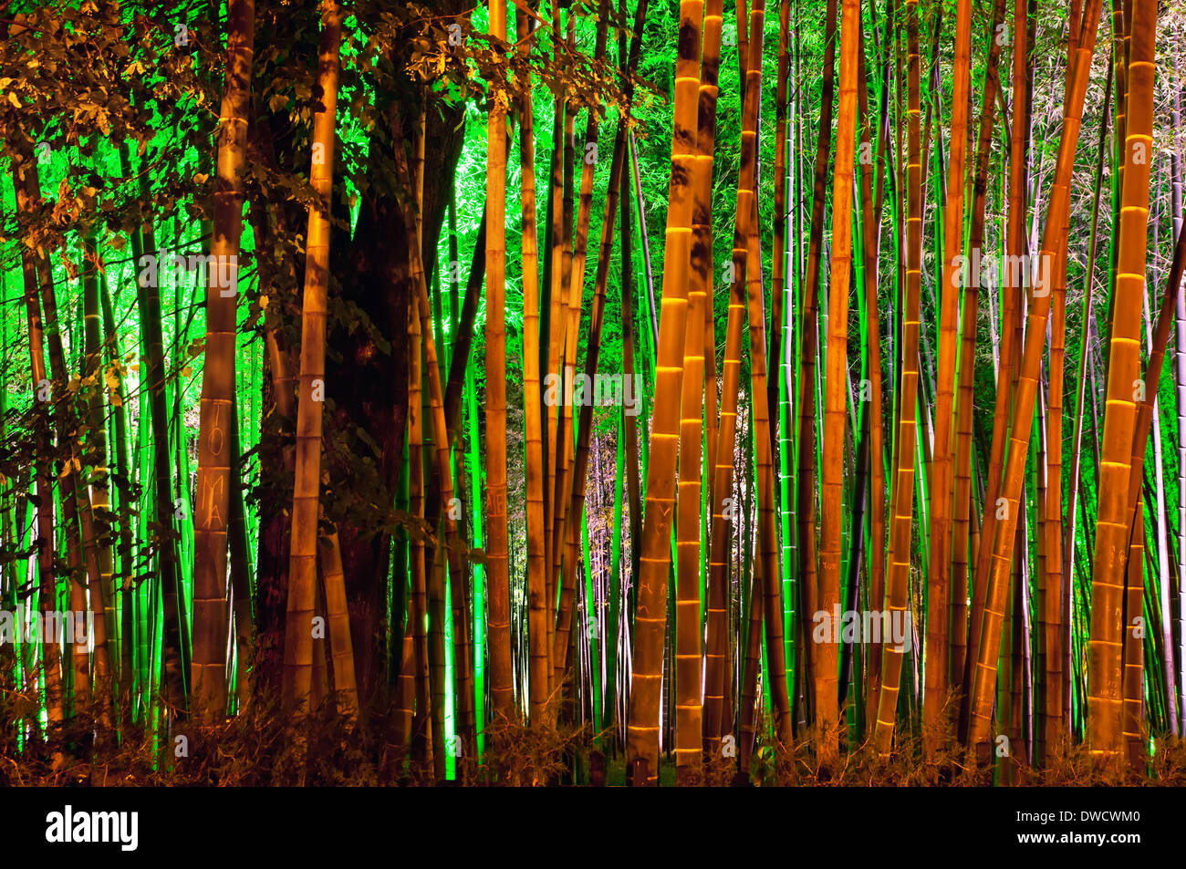 Bamboo forest japan night hi-res stock photography and images - Alamy