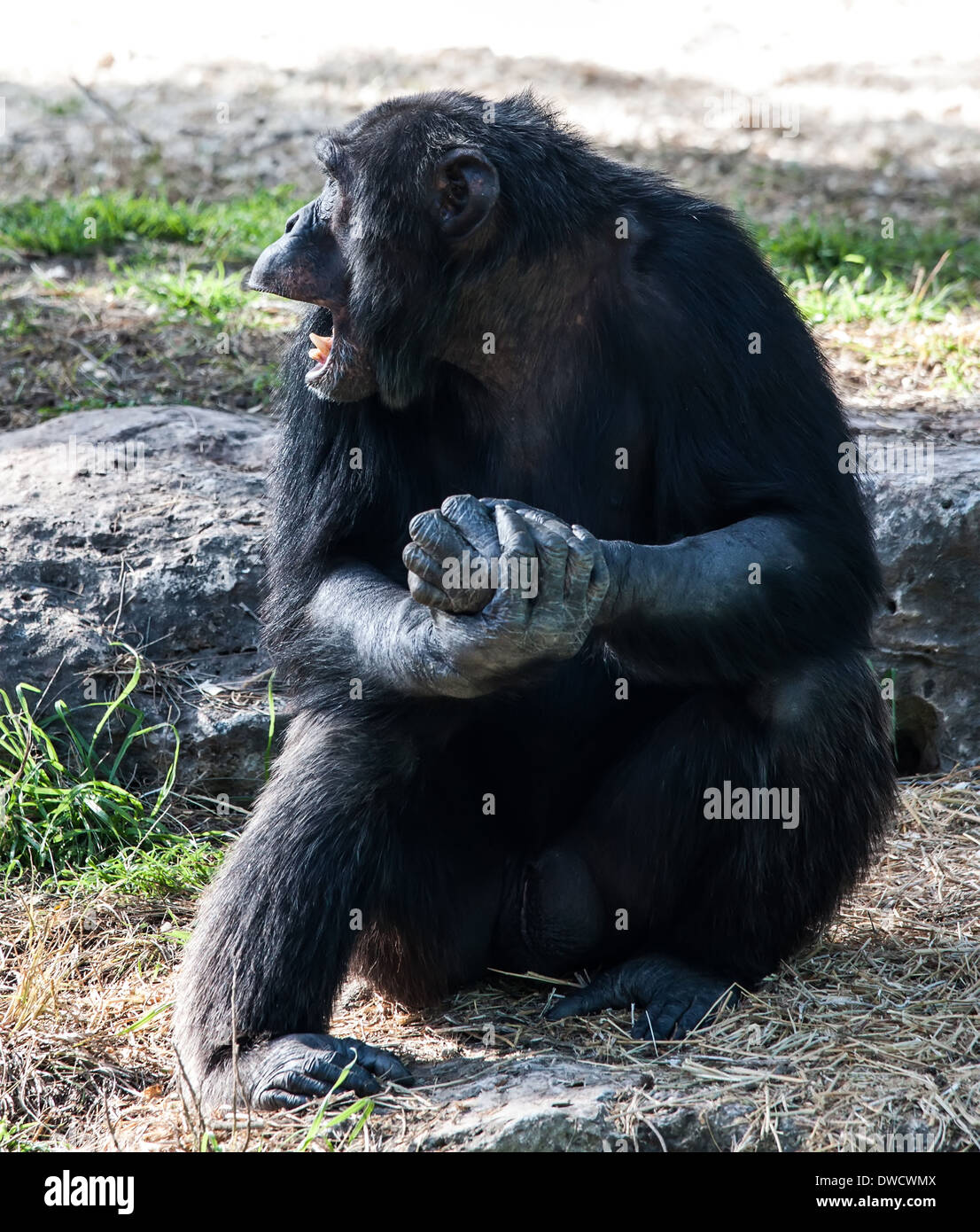 Chimpanzee sitting in the grass Stock Photo - Alamy