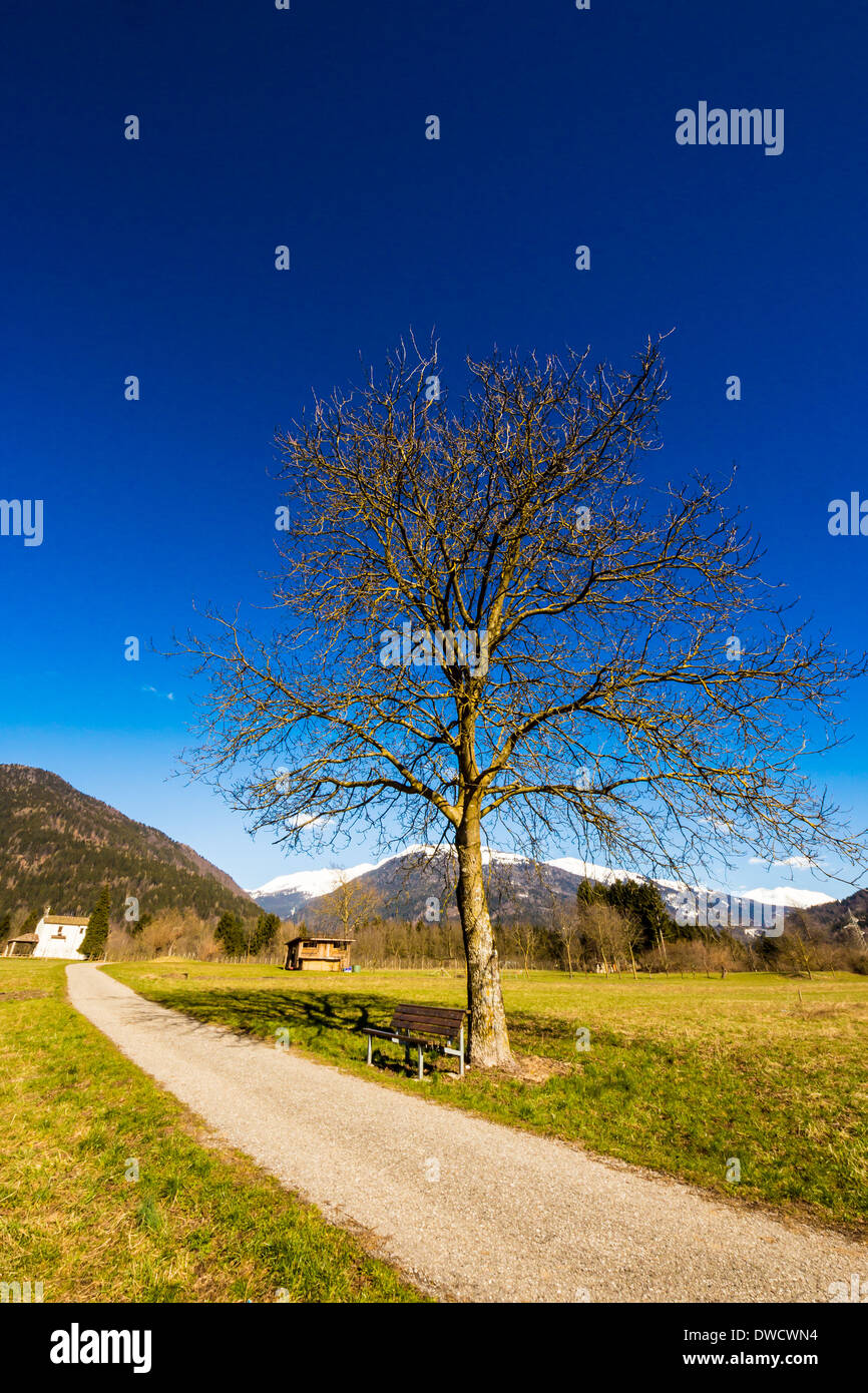 tree and a bench Stock Photo - Alamy