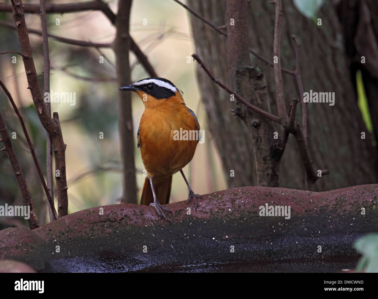 White-browed robin-chat at drinking bowl in Uganda Stock Photo - Alamy