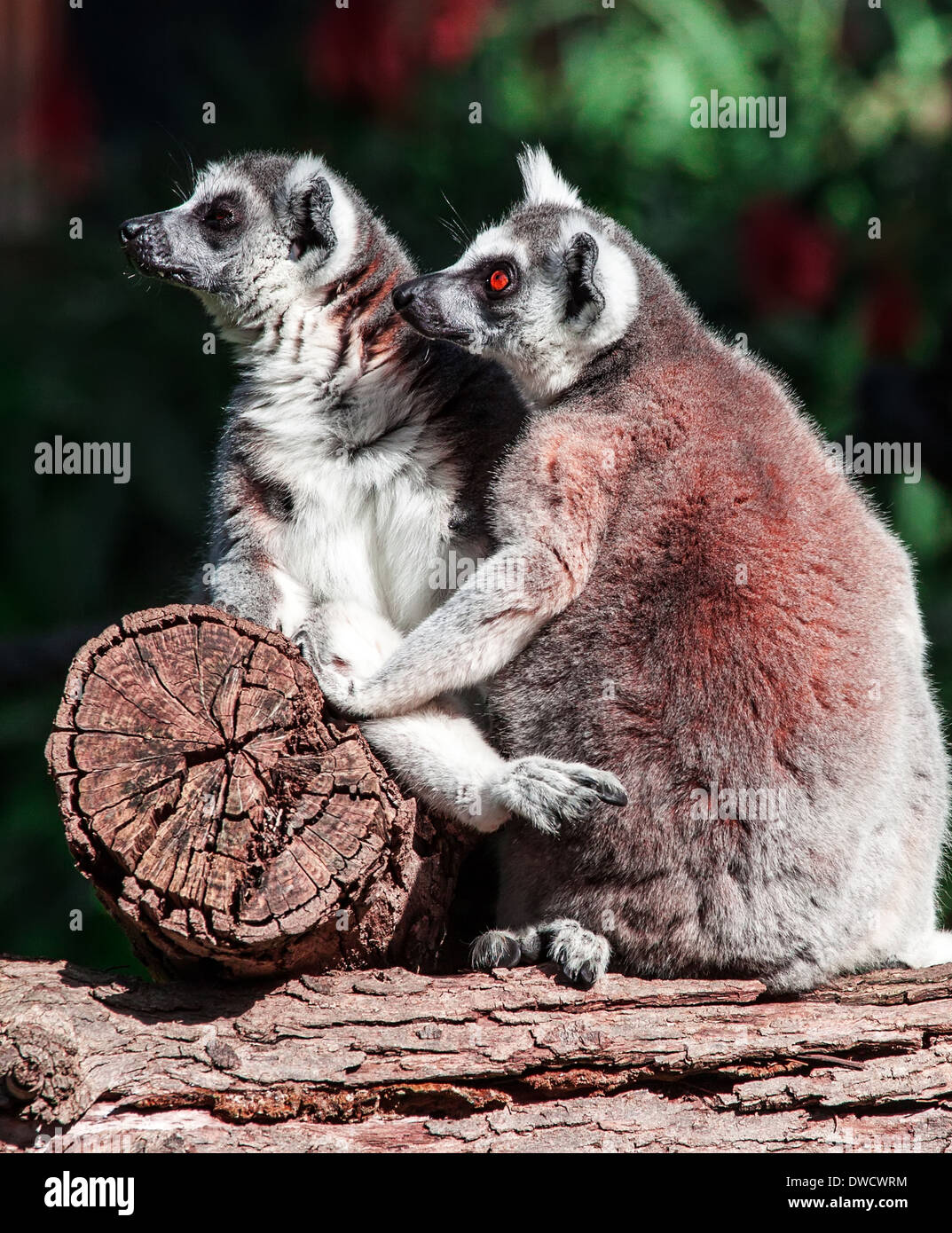 Ring tailed lemurs funny face hi-res stock photography and images - Alamy