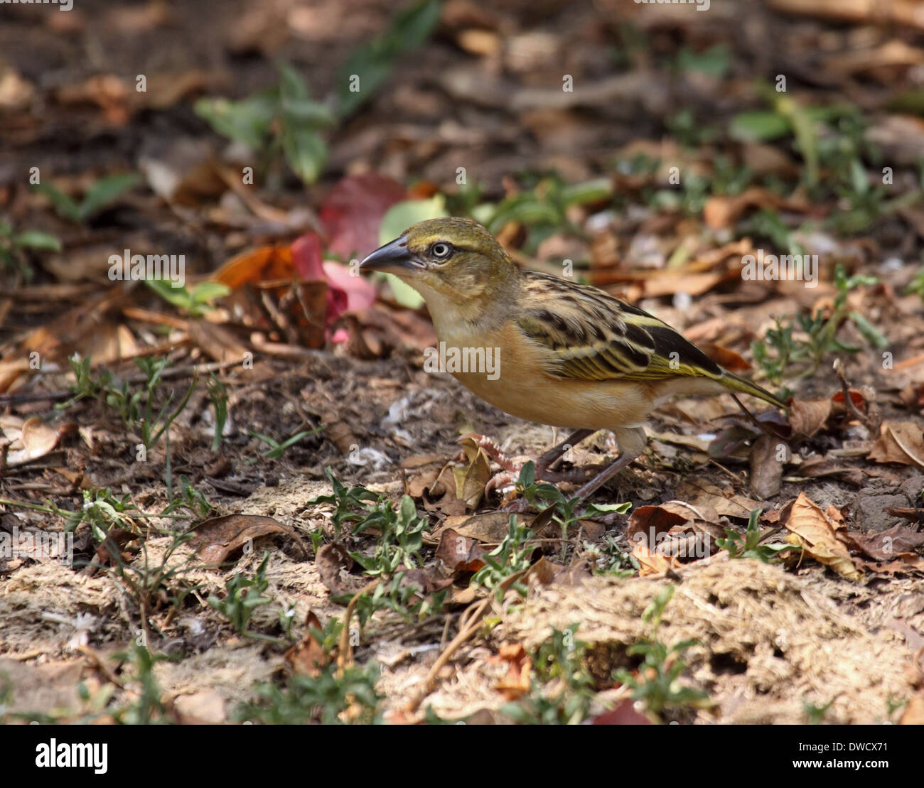 Yellow backed weavers hi-res stock photography and images - Alamy