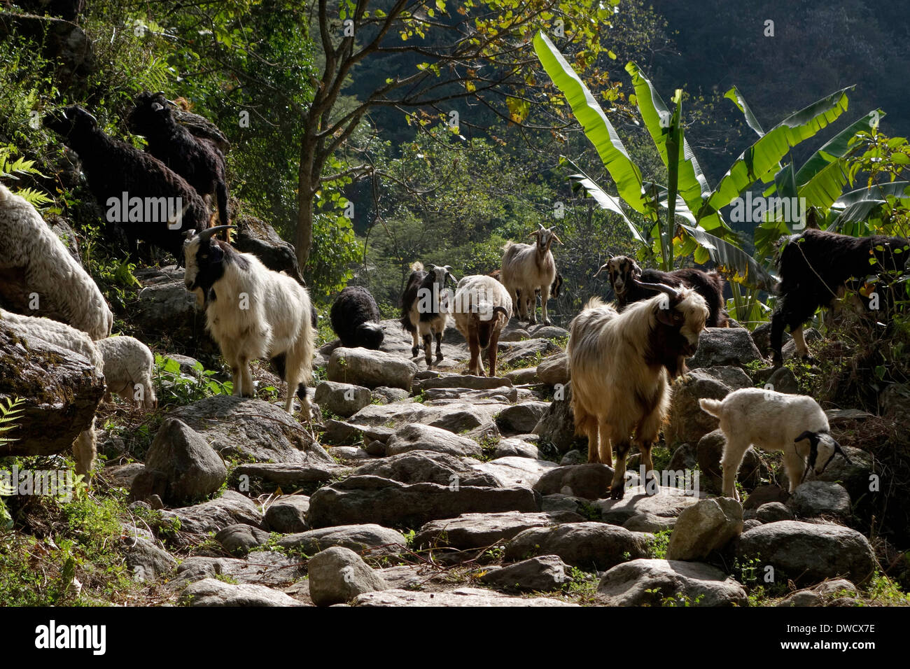 Herd of domestic goats frazing along a trail in the Gorkha region of ...