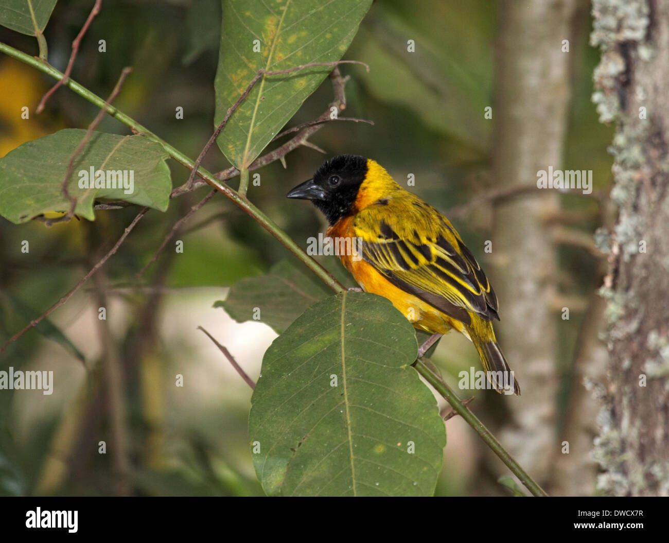 Yellow backed weavers hi-res stock photography and images - Alamy