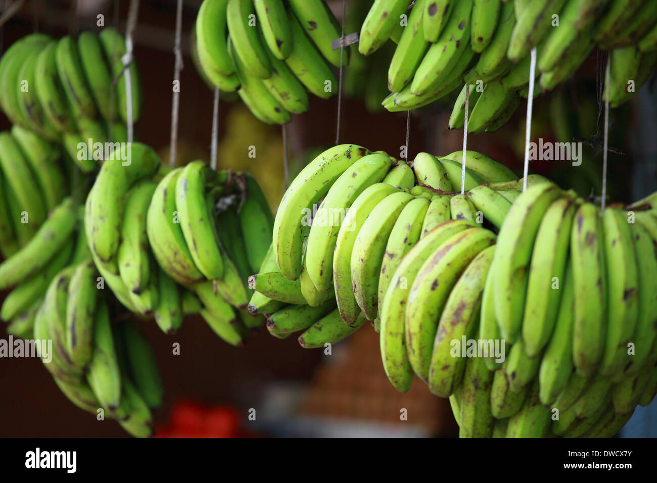 Growing Bananas In India High Resolution Stock Photography and Images ...