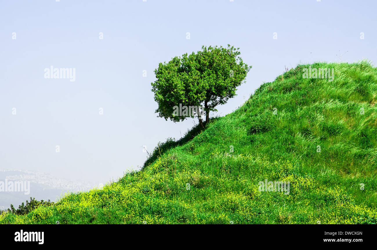 Israel tree oak hi-res stock photography and images - Alamy
