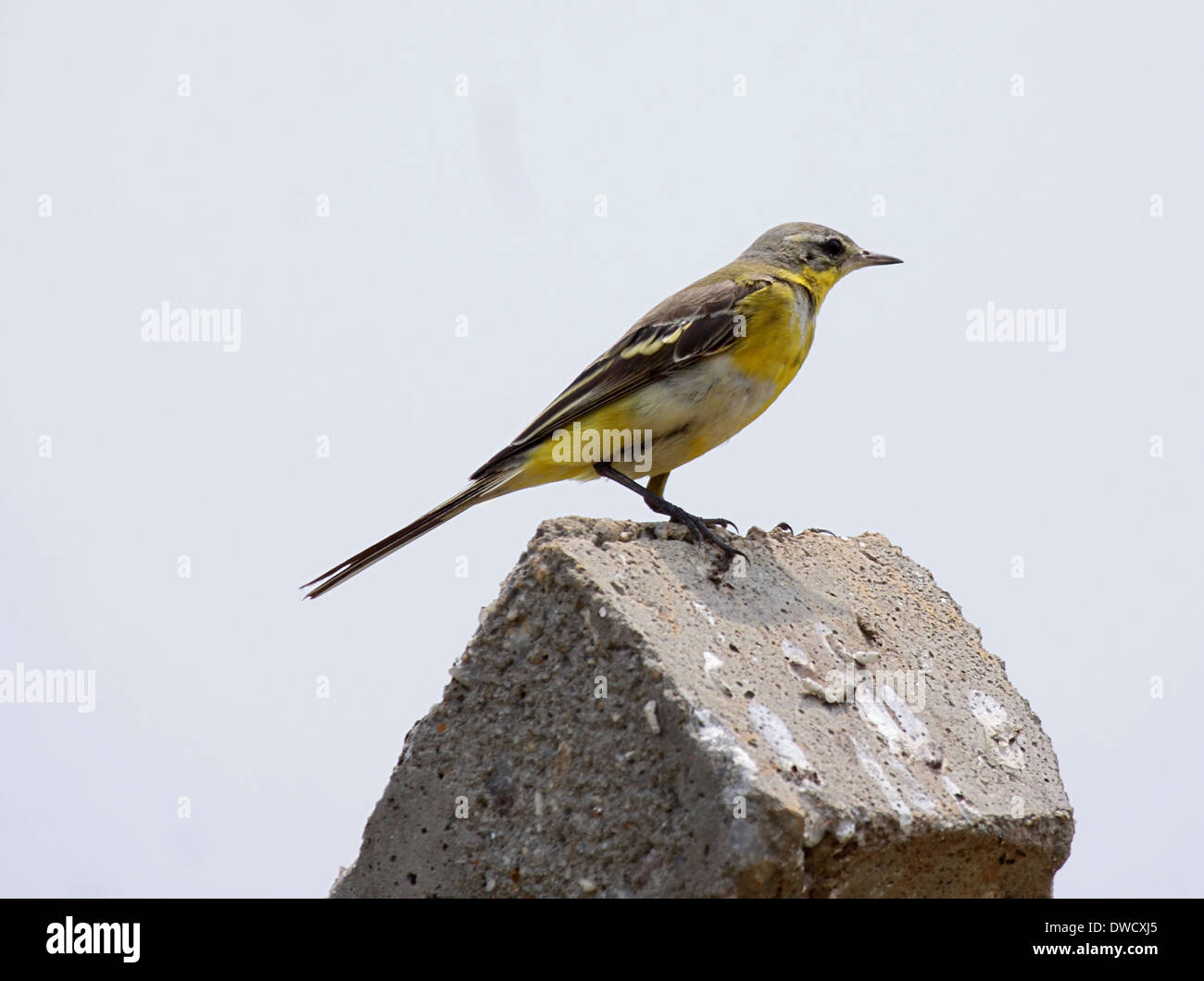 Wagtails of africa hi-res stock photography and images - Alamy