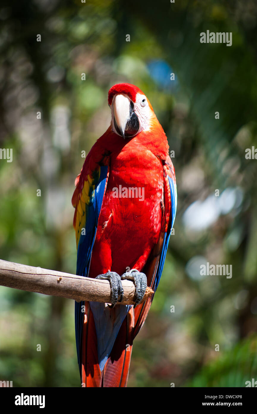 Honduras birds hi-res stock photography and images - Alamy
