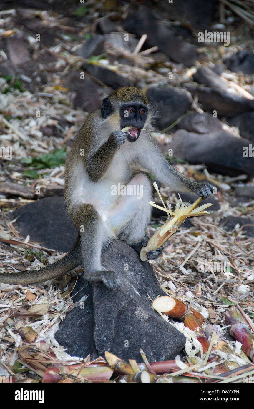 A wild Green Vervet Monkey eats a sugar cane stalk while sitting on a ...