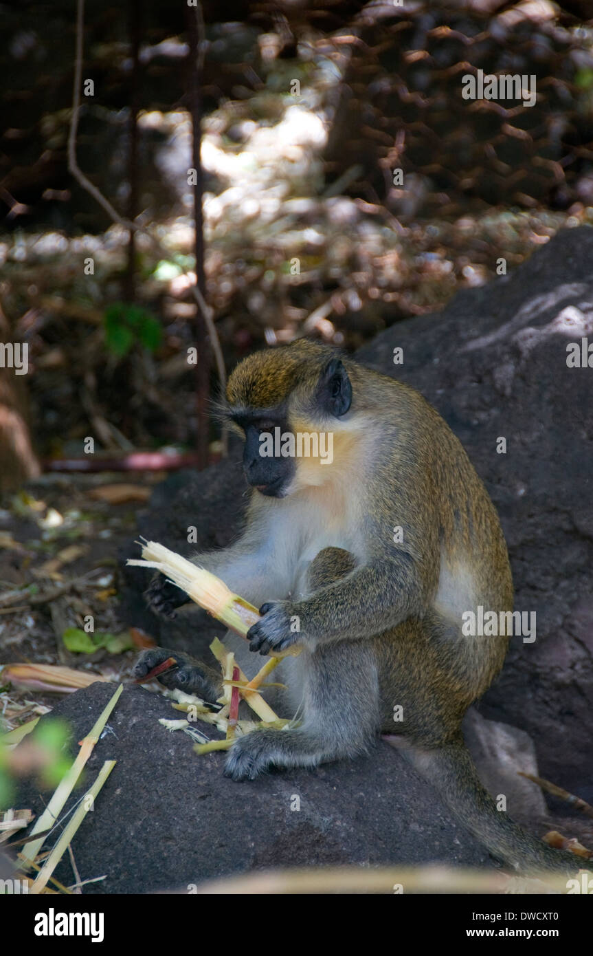 A wild Green Vervet Monkey eats a sugar cane stalk while sitting on a ...