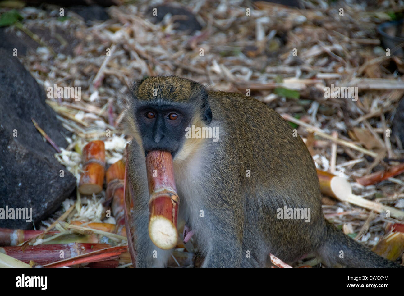 Vervet monkeys caribbean hi-res stock photography and images - Alamy
