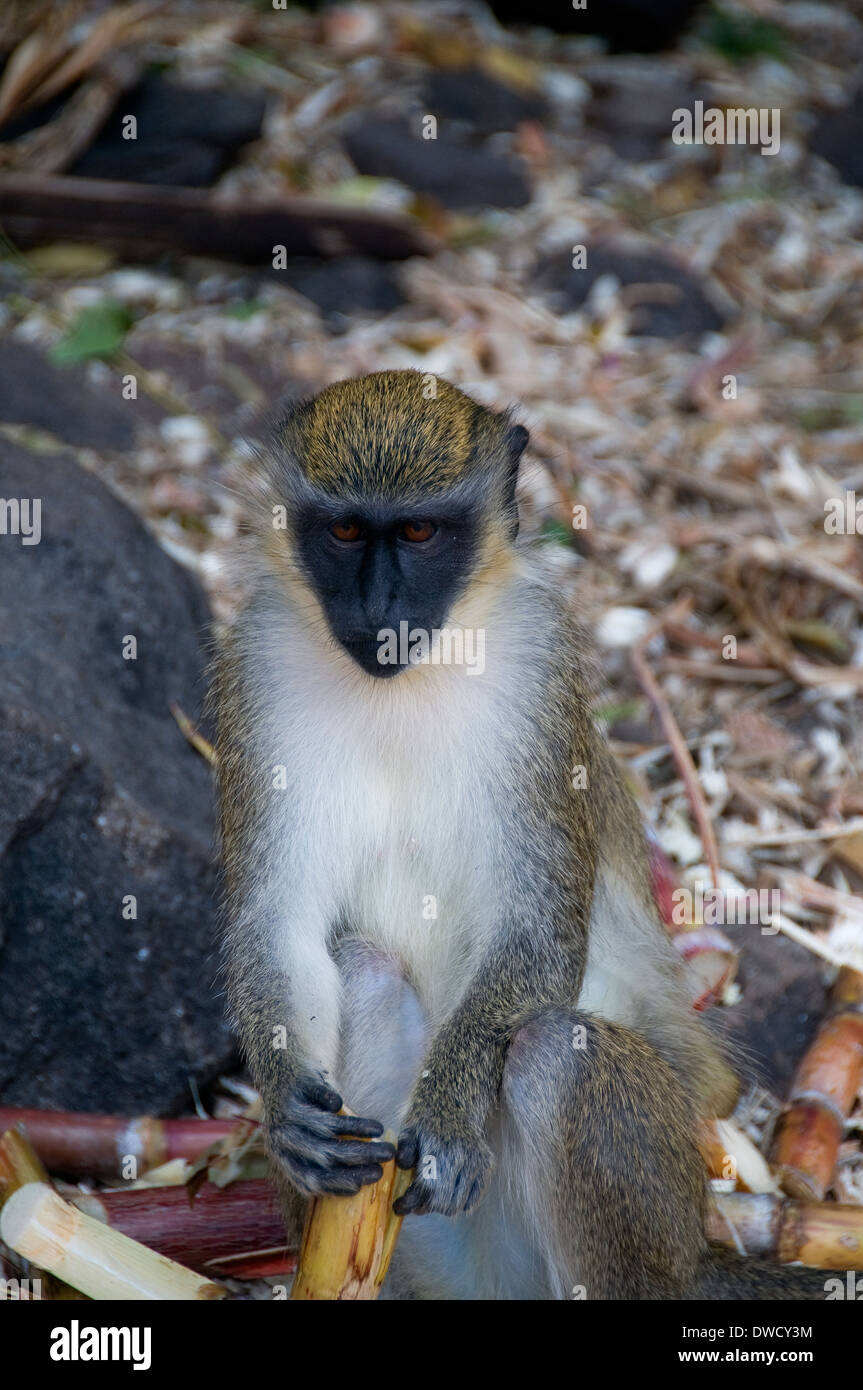 A wild Green Vervet Monkey eats some sugar cane stalks on the Caribbean ...