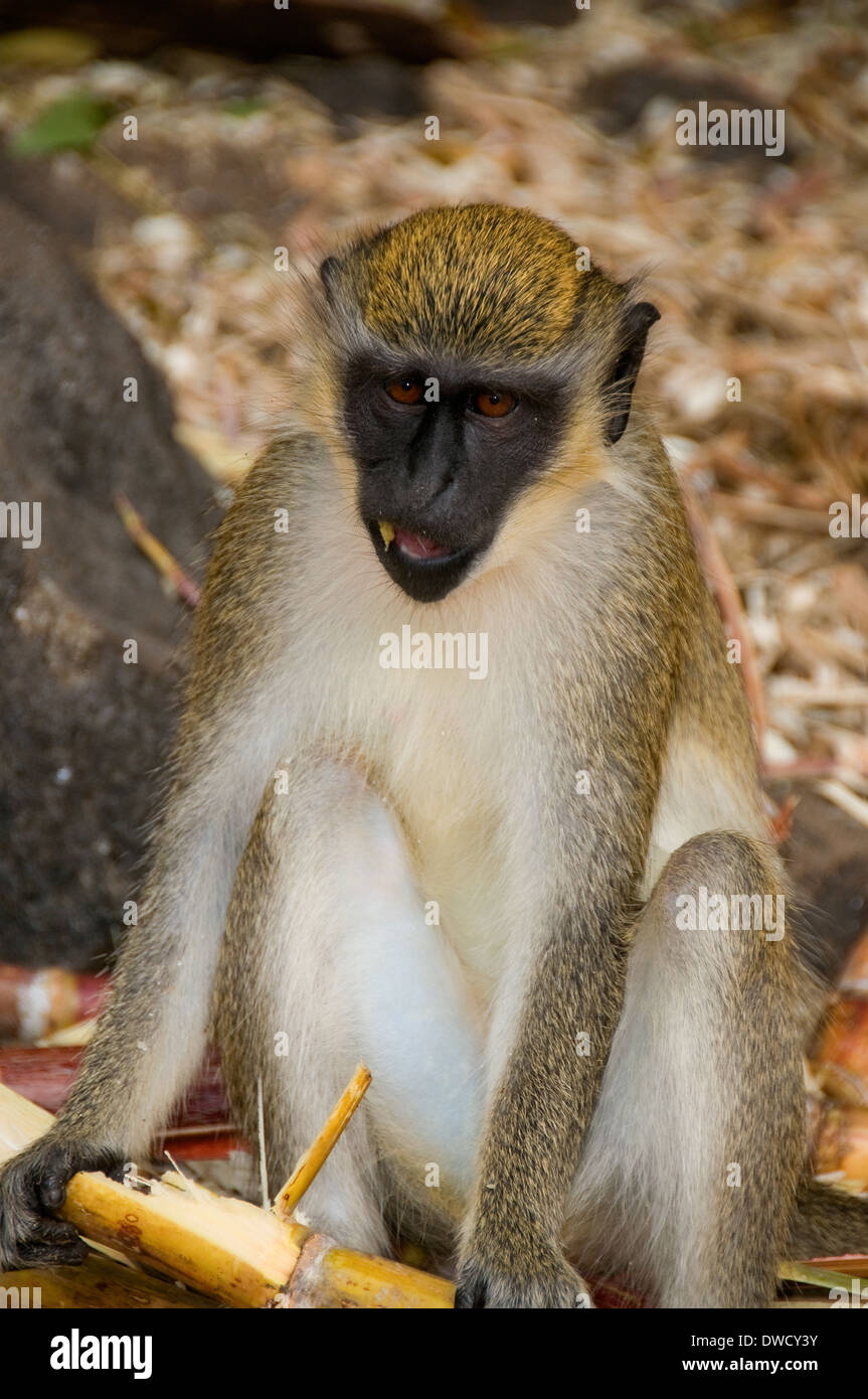 A wild Green Vervet Monkey eats some sugar cane stalks on the Caribbean ...