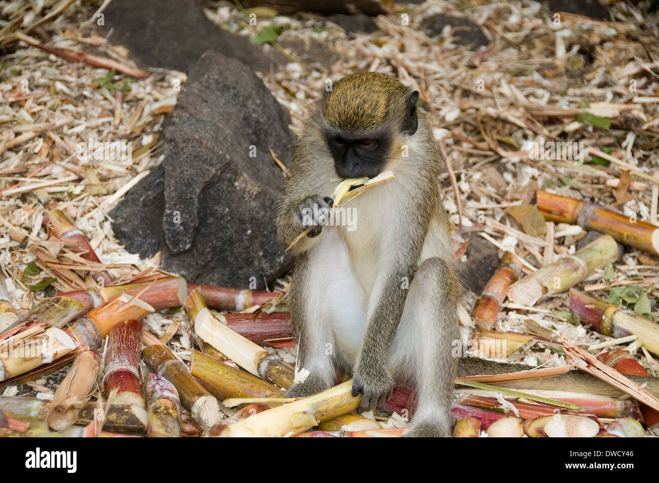 A wild Green Vervet Monkey eats some sugar cane stalks on the Caribbean ...