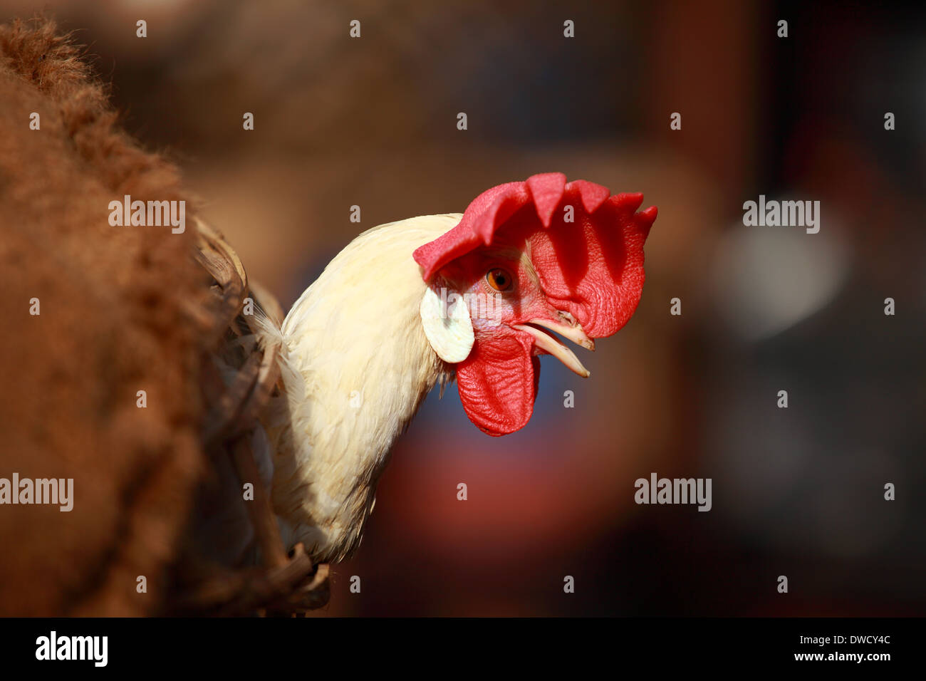 White rooster in cage in India local market Stock Photo - Alamy