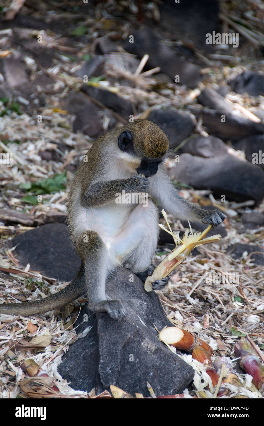 Green vervet monkeys west indies hi-res stock photography and images ...