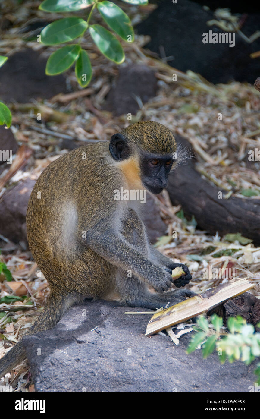 A wild Green Vervet Monkey eats some sugar cane stalks on the Caribbean ...