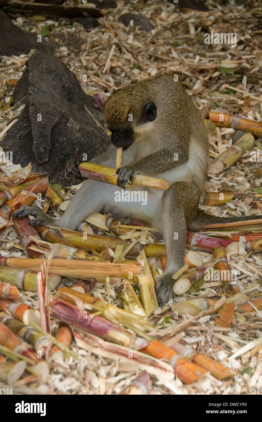 A wild Green Vervet Monkey eats some sugar cane stalks on the Caribbean ...