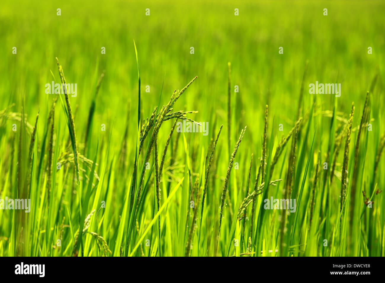 Rice Paddy's growing up in the organic farms of India Stock Photo - Alamy