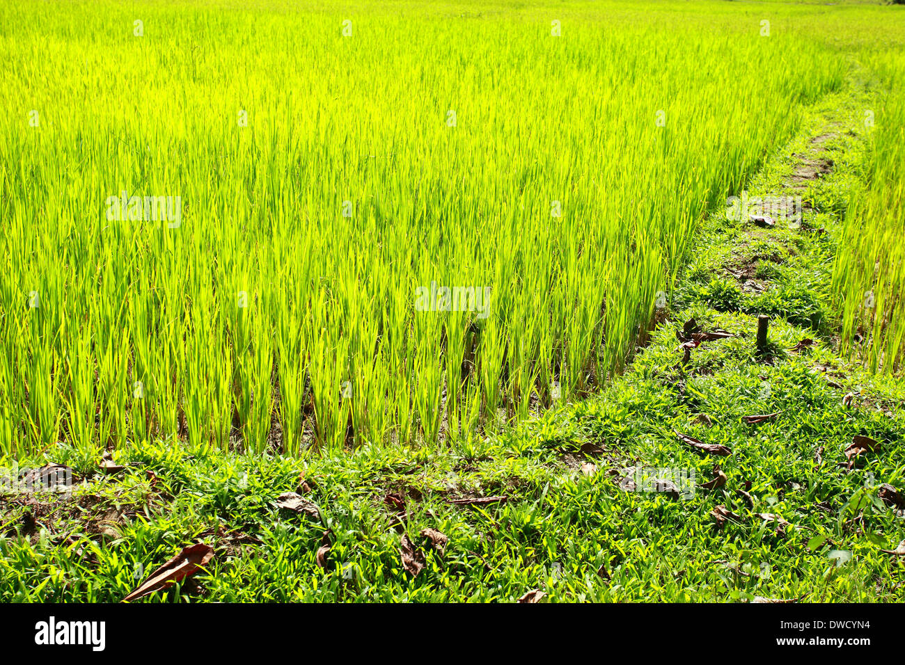 Rice farms in india hi-res stock photography and images - Alamy