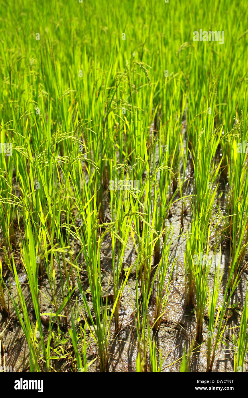 Rice Paddy's growing up in the organic farms of India Stock Photo - Alamy