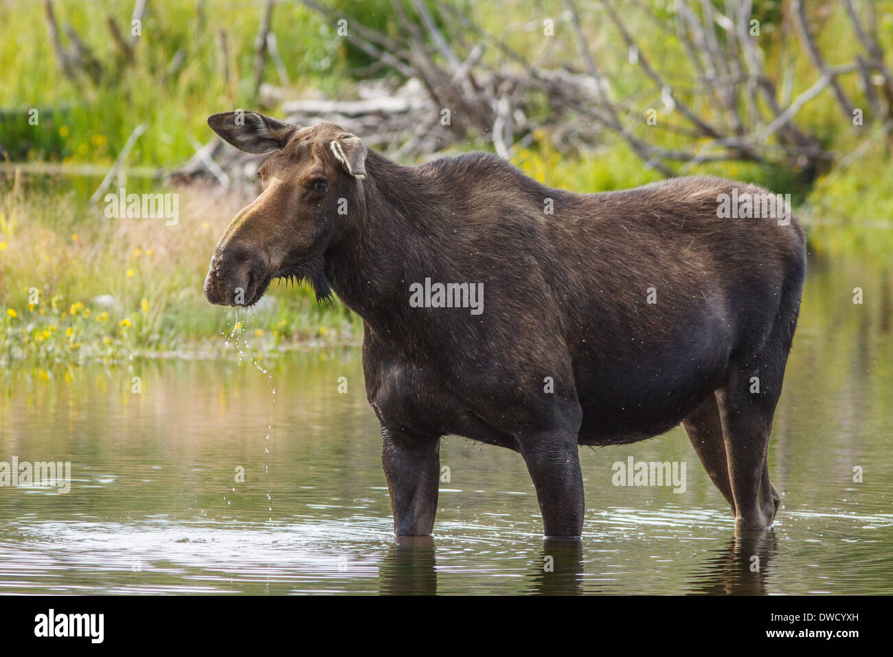 A nice cow moose enjoying the water in Grand Teton National Park Stock ...