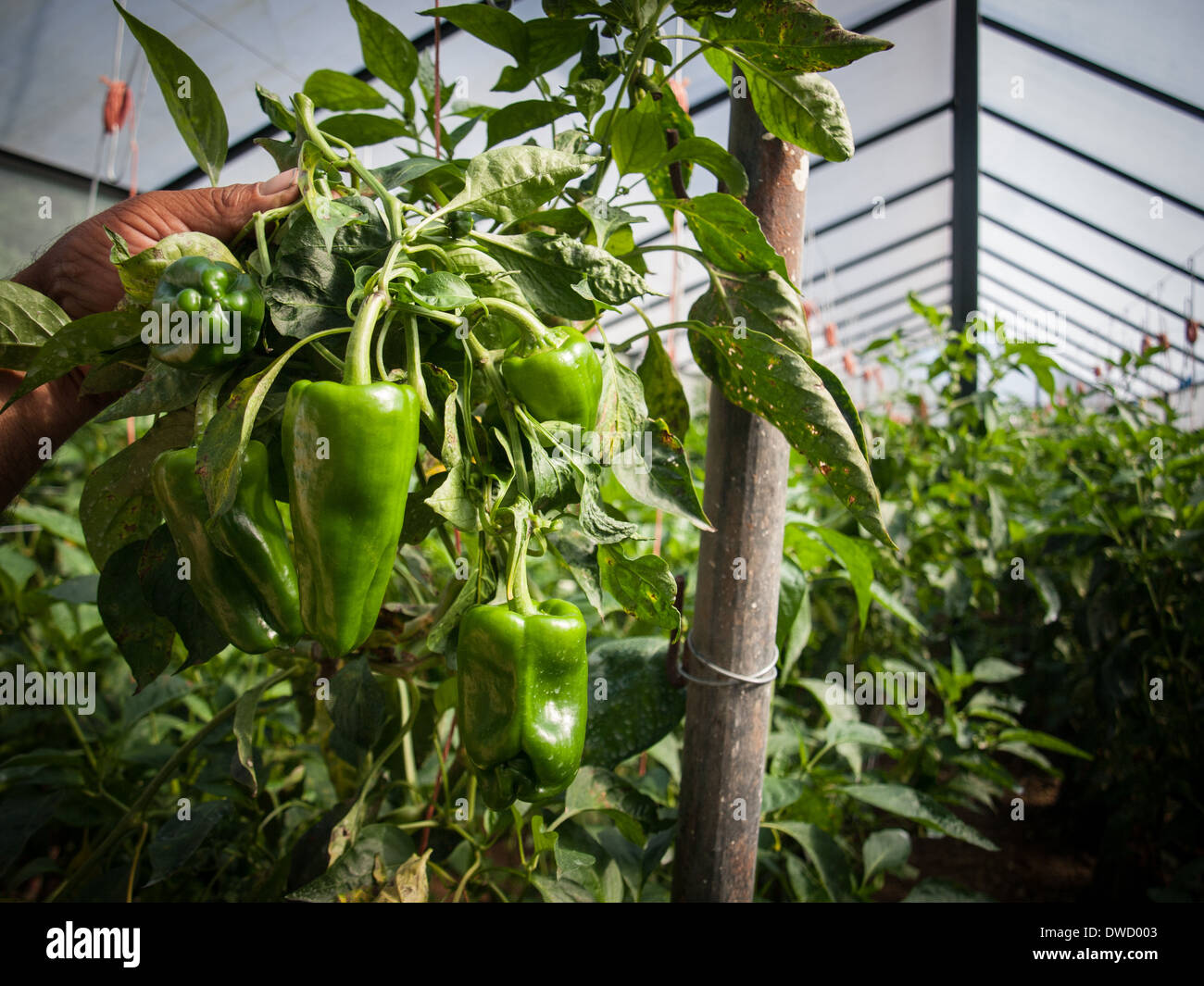 Capsicum Greenhouse High Resolution Stock Photography and Images - Alamy