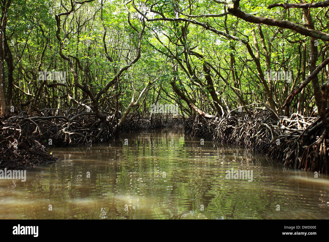 Mangrove tree in Havelock Island in Andamans, India Stock Photo - Alamy