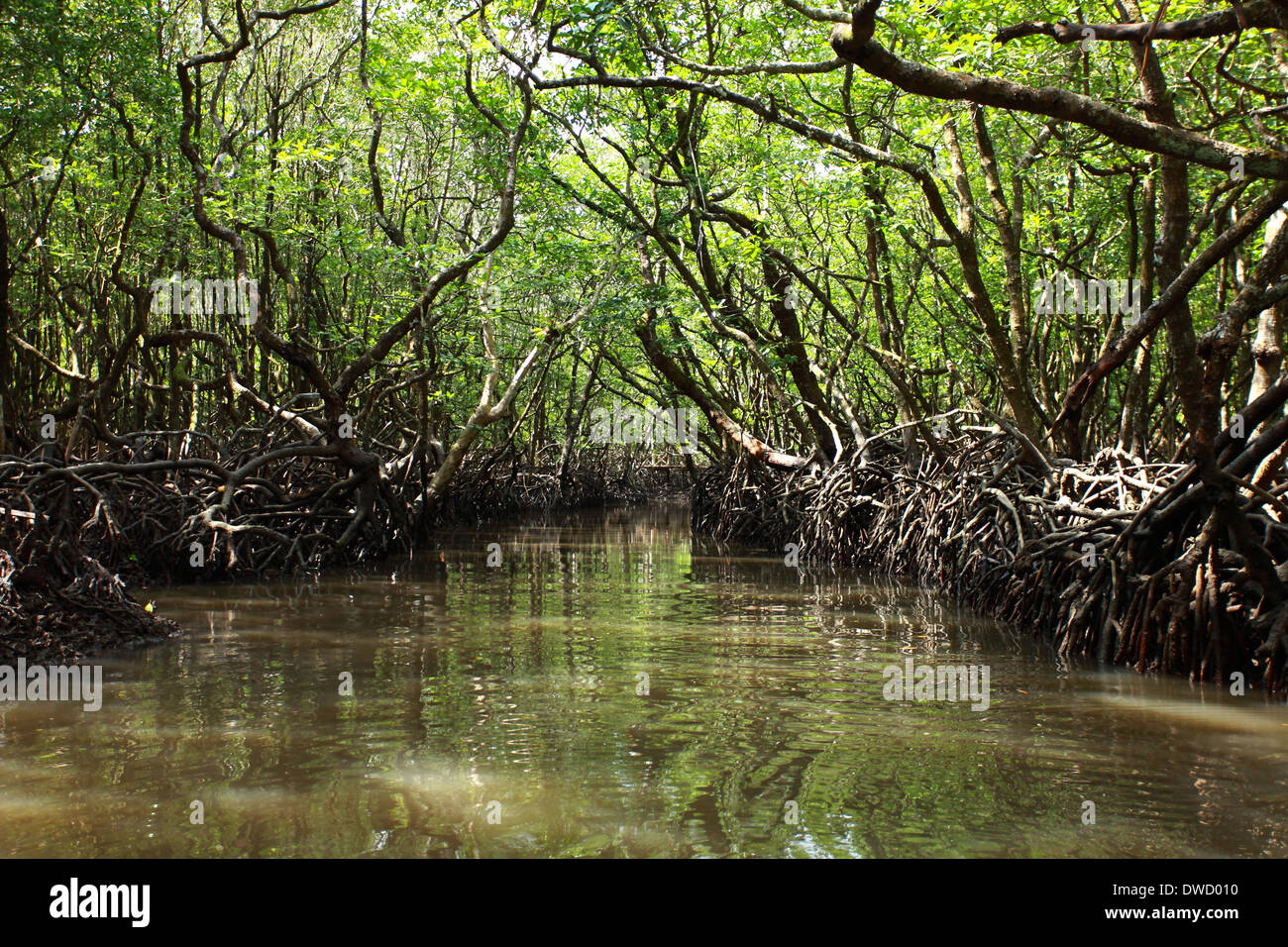 Mangrove tree in Havelock Island in Andamans, India Stock Photo - Alamy